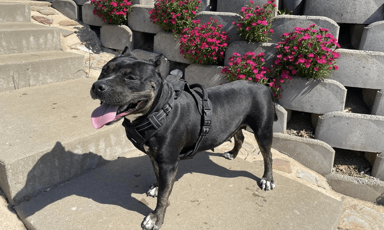 Helen – Diamonds in the Ruff Rescue MO