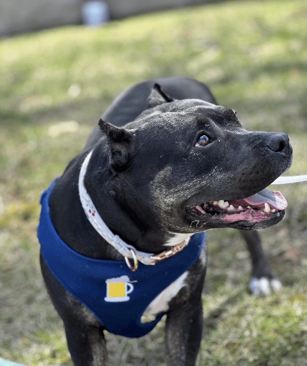 Helen – Diamonds in the Ruff Rescue MO