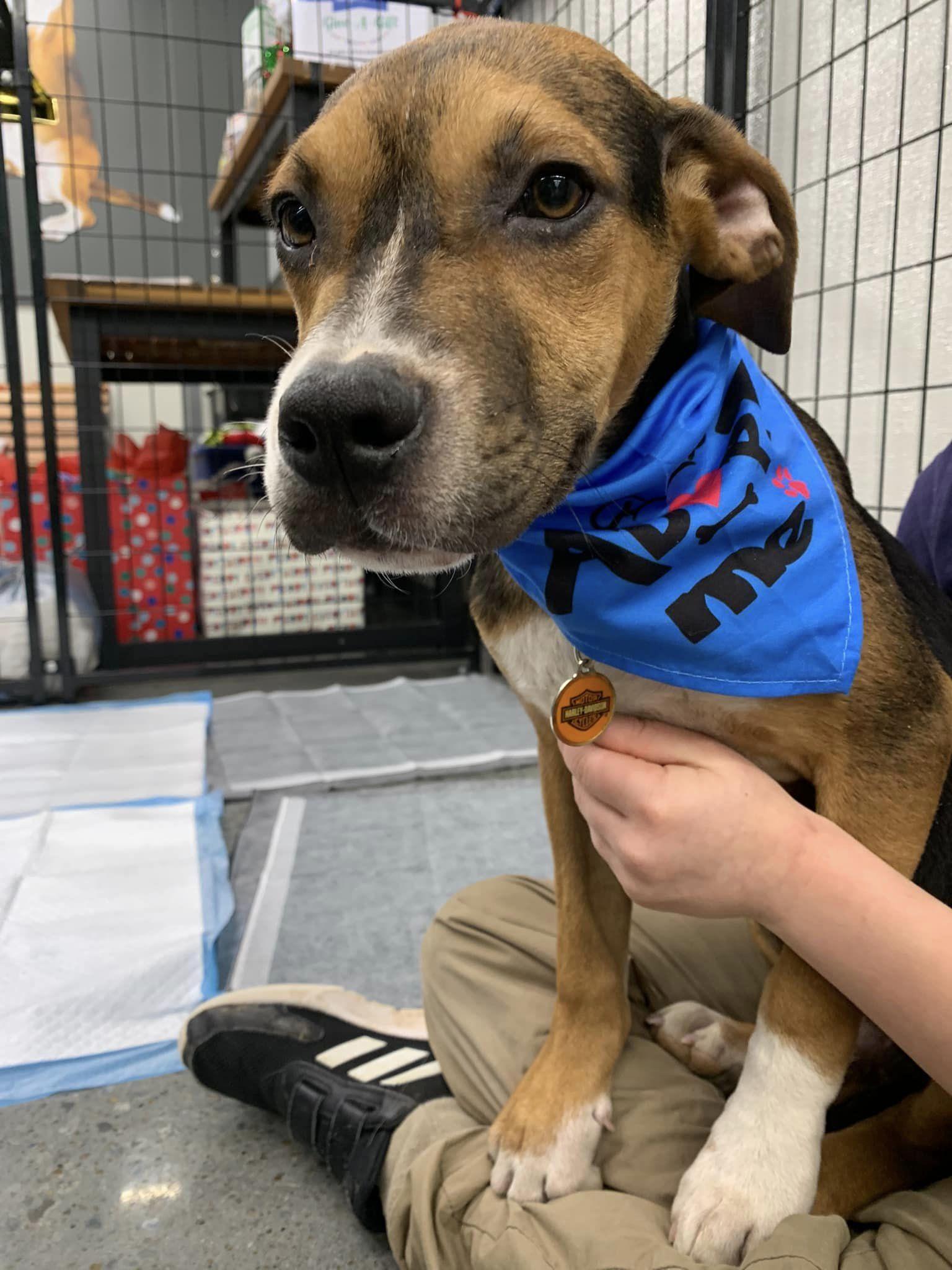 Consider Fostering – Diamonds in the Ruff Rescue MO