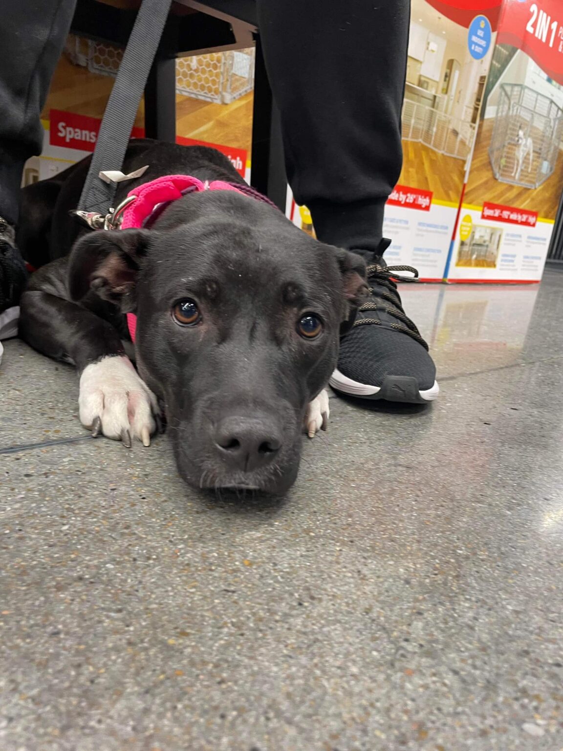 Recovery Room Dogs – Diamonds in the Ruff Rescue MO