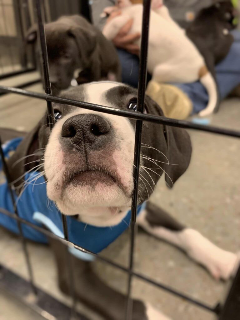 Adoption Process – Diamonds in the Ruff Rescue MO