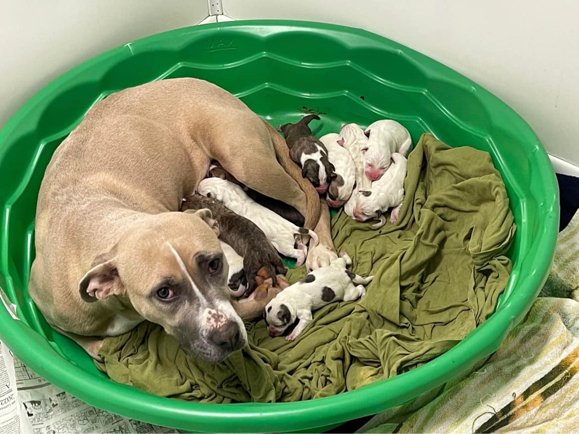 Donate – Diamonds in the Ruff Rescue MO