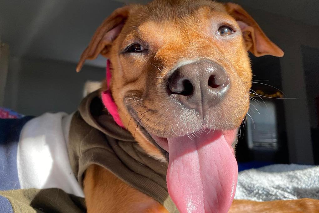 Diamonds in the Ruff Rescue MO – A Voice for the Voiceless