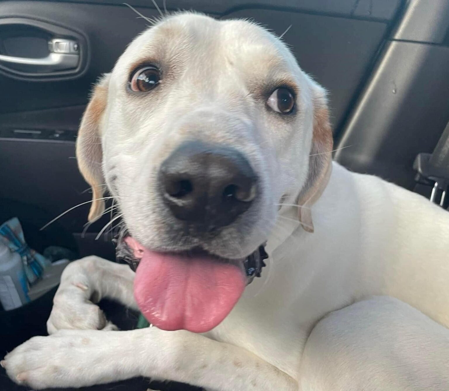 Diamonds in the Ruff Rescue MO – A Voice for the Voiceless