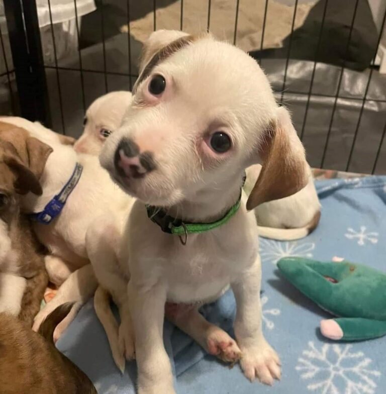 Diamonds in the Ruff Rescue MO – A Voice for the Voiceless