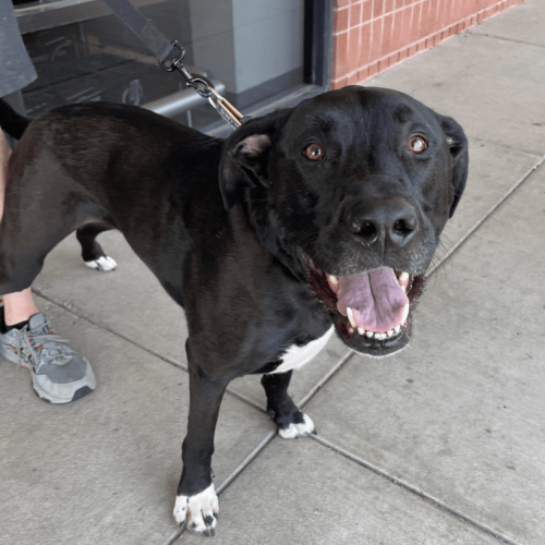 Chase – Diamonds in the Ruff Rescue MO