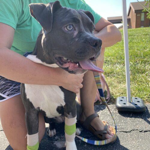 Nala – Diamonds in the Ruff Rescue MO