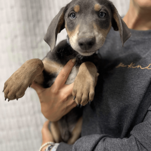 Andrew – Diamonds in the Ruff Rescue MO