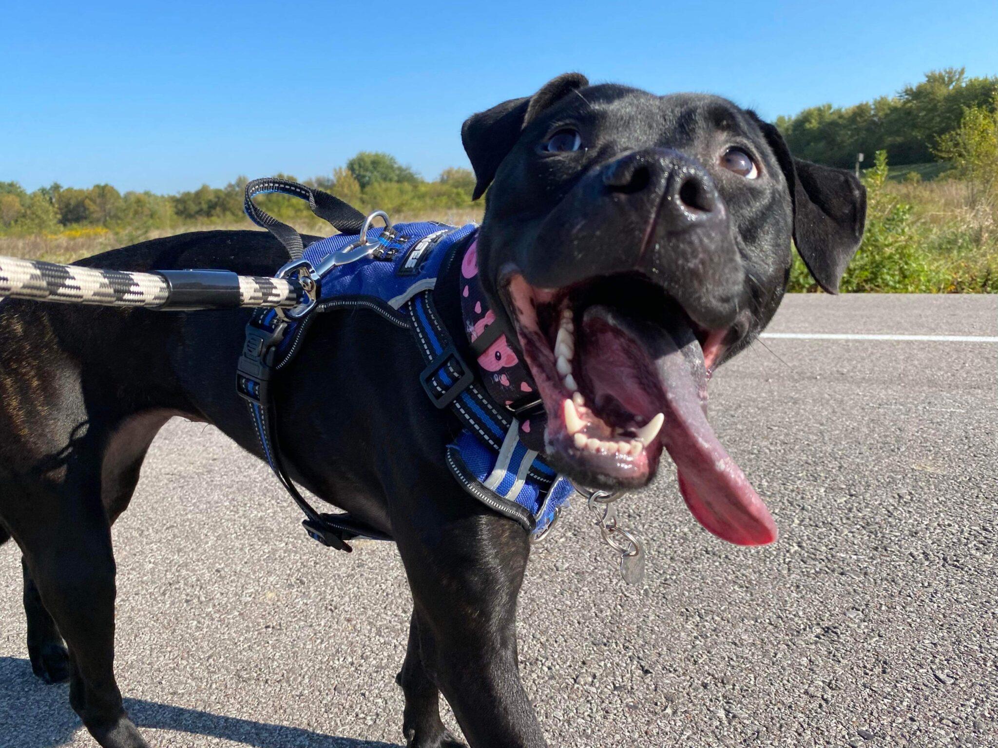 Dog Gallery – Diamonds in the Ruff Rescue MO