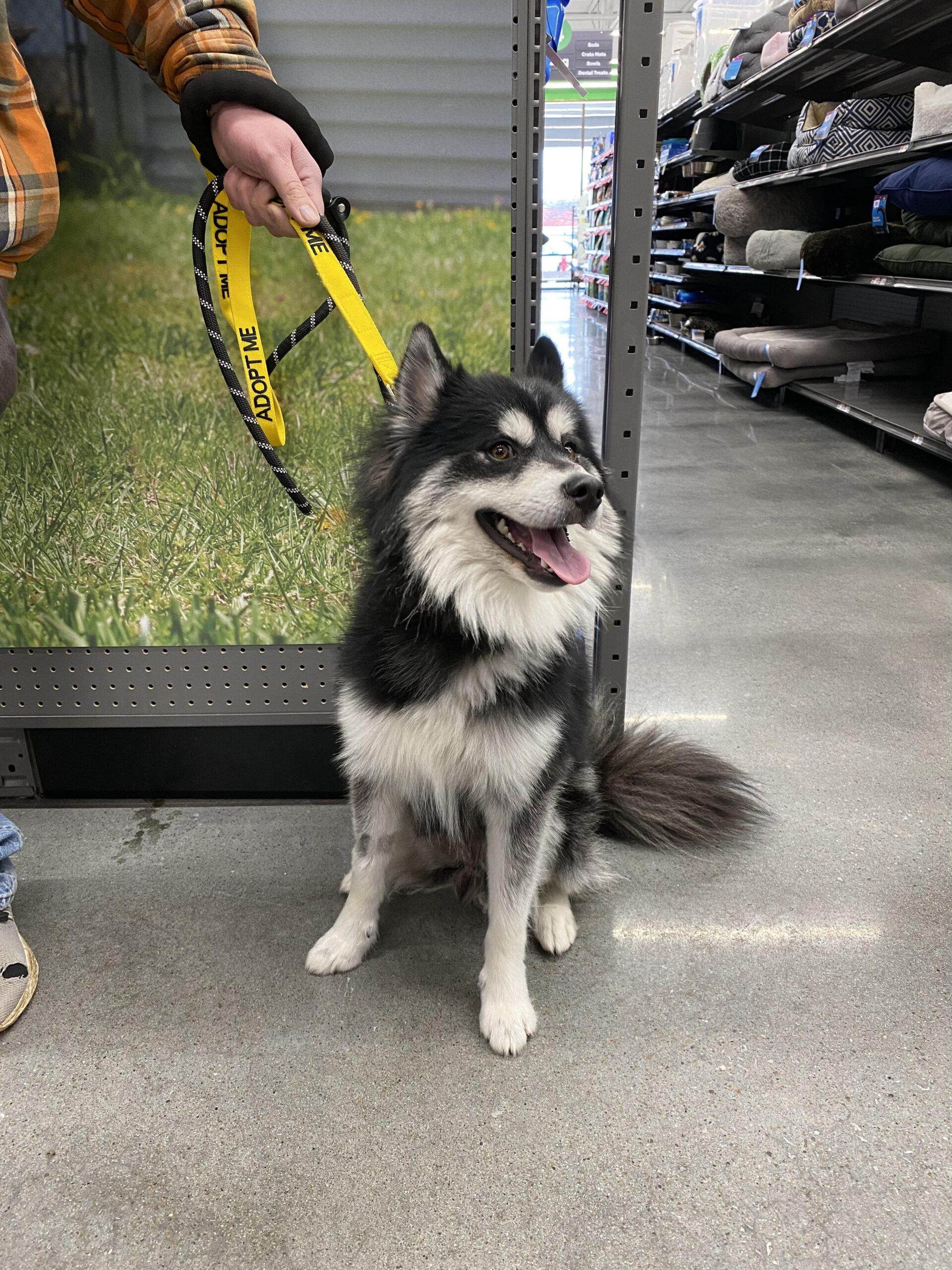 Knox – Diamonds in the Ruff Rescue MO