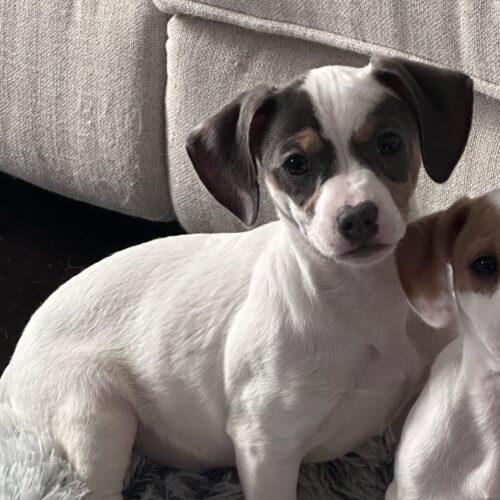 Benson Boone – Diamonds in the Ruff Rescue MO