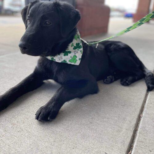 Myles – Diamonds in the Ruff Rescue MO