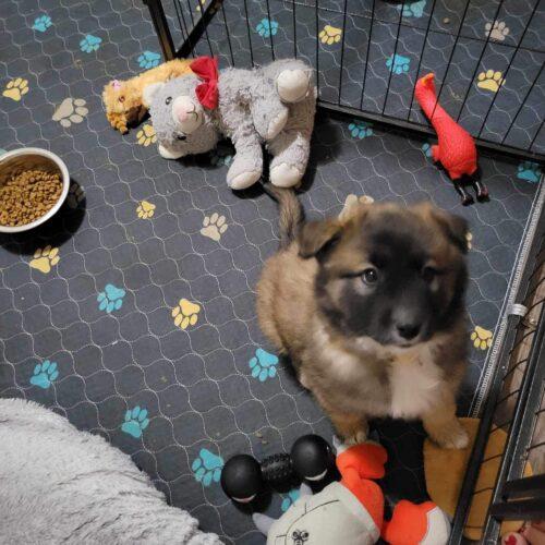 Goldie – Diamonds in the Ruff Rescue MO