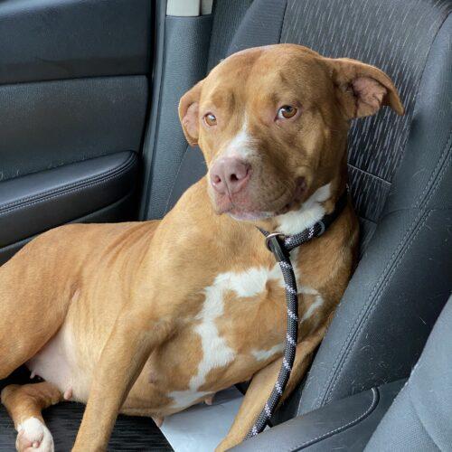 Recovery Room Dogs – Diamonds in the Ruff Rescue MO