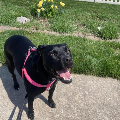 Rosie – Diamonds in the Ruff Rescue MO