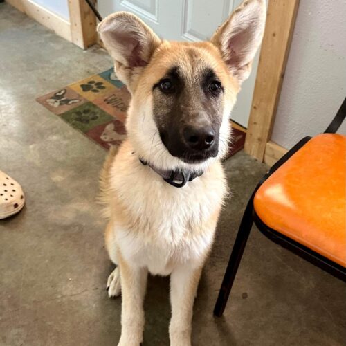 Diamonds in the Ruff Rescue MO – A Voice for the Voiceless