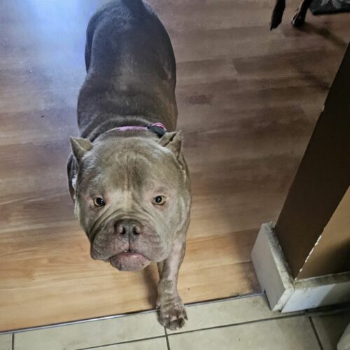 Available Dogs – Diamonds in the Ruff Rescue MO