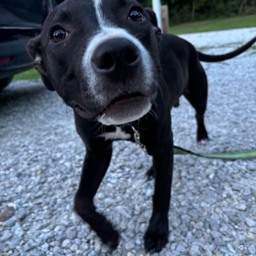 Available Dogs – Diamonds in the Ruff Rescue MO