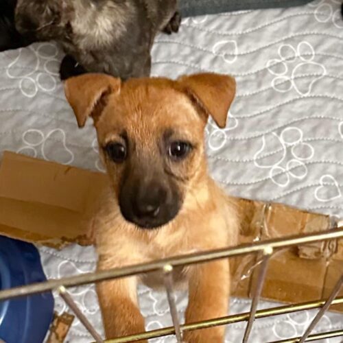 Shawna – Diamonds in the Ruff Rescue MO