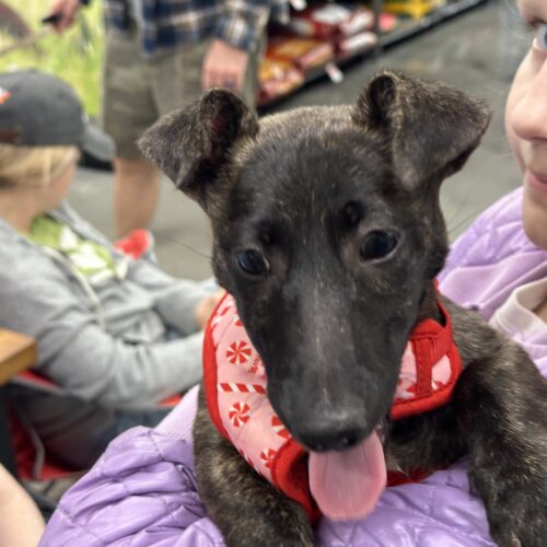 Zane – Diamonds in the Ruff Rescue MO