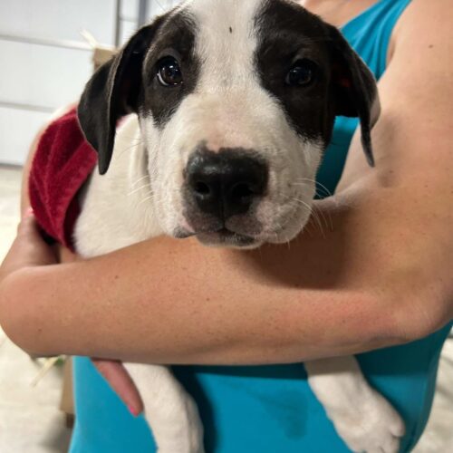 Lion – Diamonds in the Ruff Rescue MO