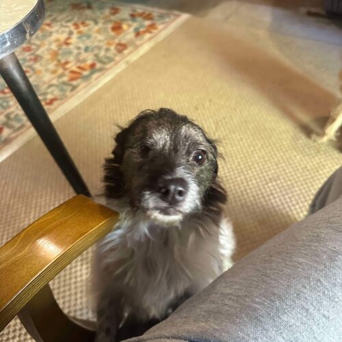 Nadia – Diamonds in the Ruff Rescue MO