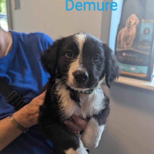 Demure – Diamonds in the Ruff Rescue MO