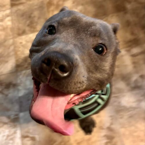 Milton – Diamonds in the Ruff Rescue MO