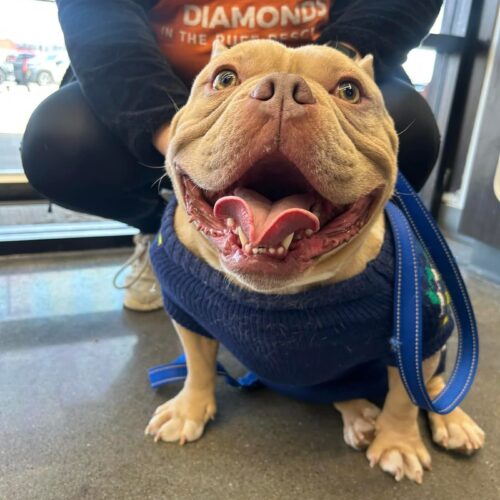 Bubba – Diamonds in the Ruff Rescue MO