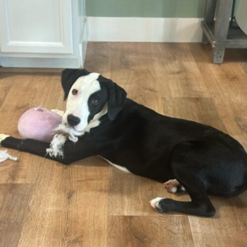 Anna – Diamonds in the Ruff Rescue MO