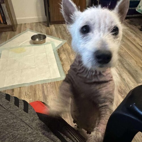 Recovery Room Dogs – Diamonds in the Ruff Rescue MO