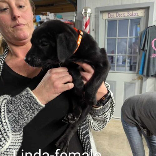 Linda – Diamonds in the Ruff Rescue MO