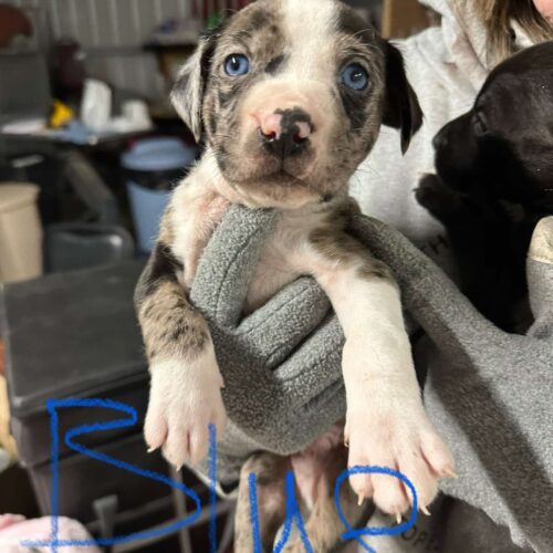 Blue – Diamonds in the Ruff Rescue MO