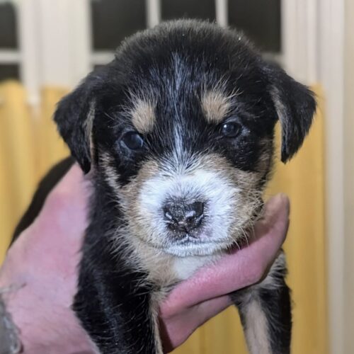 Cedric – Diamonds in the Ruff Rescue MO