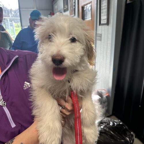 Lucy Lou – Diamonds in the Ruff Rescue MO