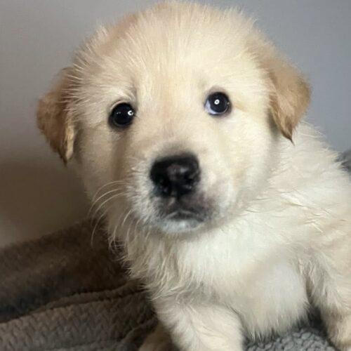 Myles – Diamonds in the Ruff Rescue MO