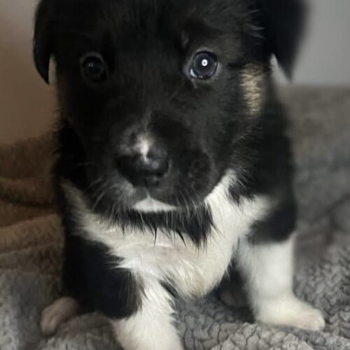 Merida – Diamonds in the Ruff Rescue MO