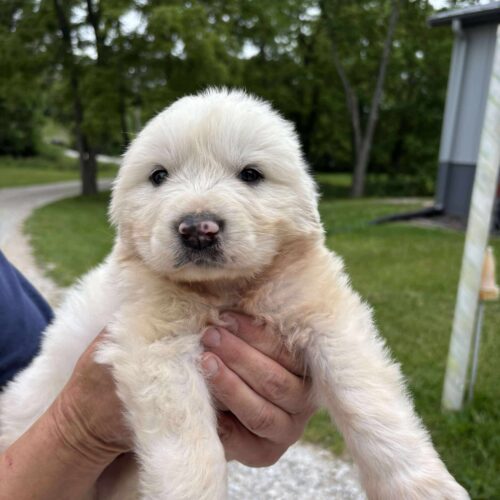 Uno – Diamonds in the Ruff Rescue MO