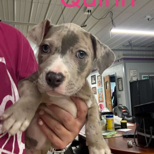 Quinn – Diamonds in the Ruff Rescue MO