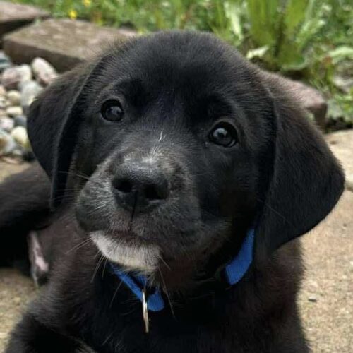 Steve – Diamonds in the Ruff Rescue MO