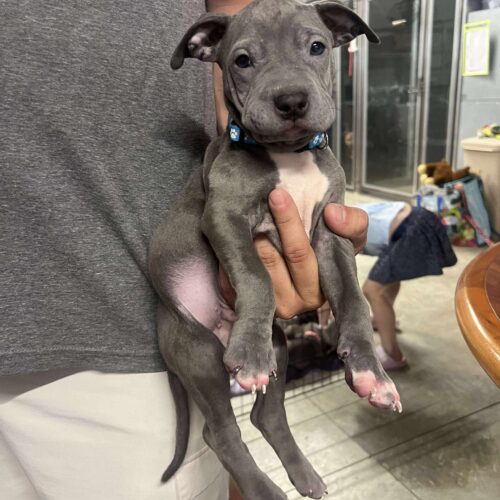 Snoop – Diamonds in the Ruff Rescue MO