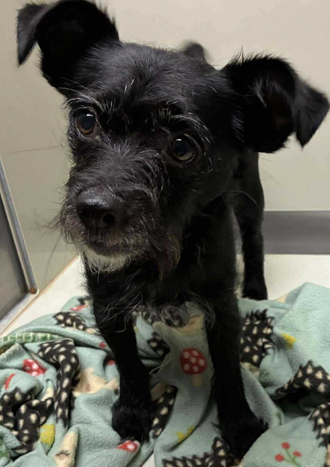 Jackie Mitchell – Diamonds in the Ruff Rescue MO