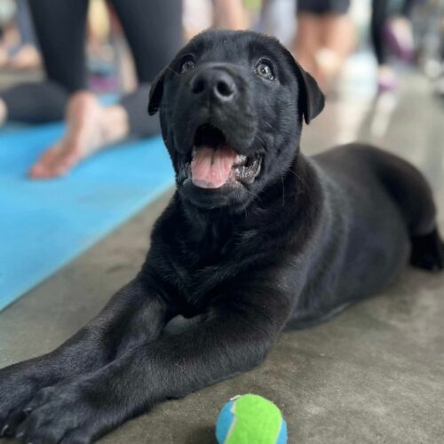 Rex – Diamonds in the Ruff Rescue MO