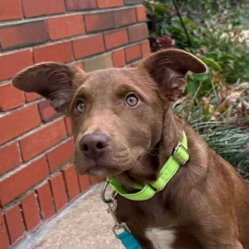 Jack – Diamonds in the Ruff Rescue MO